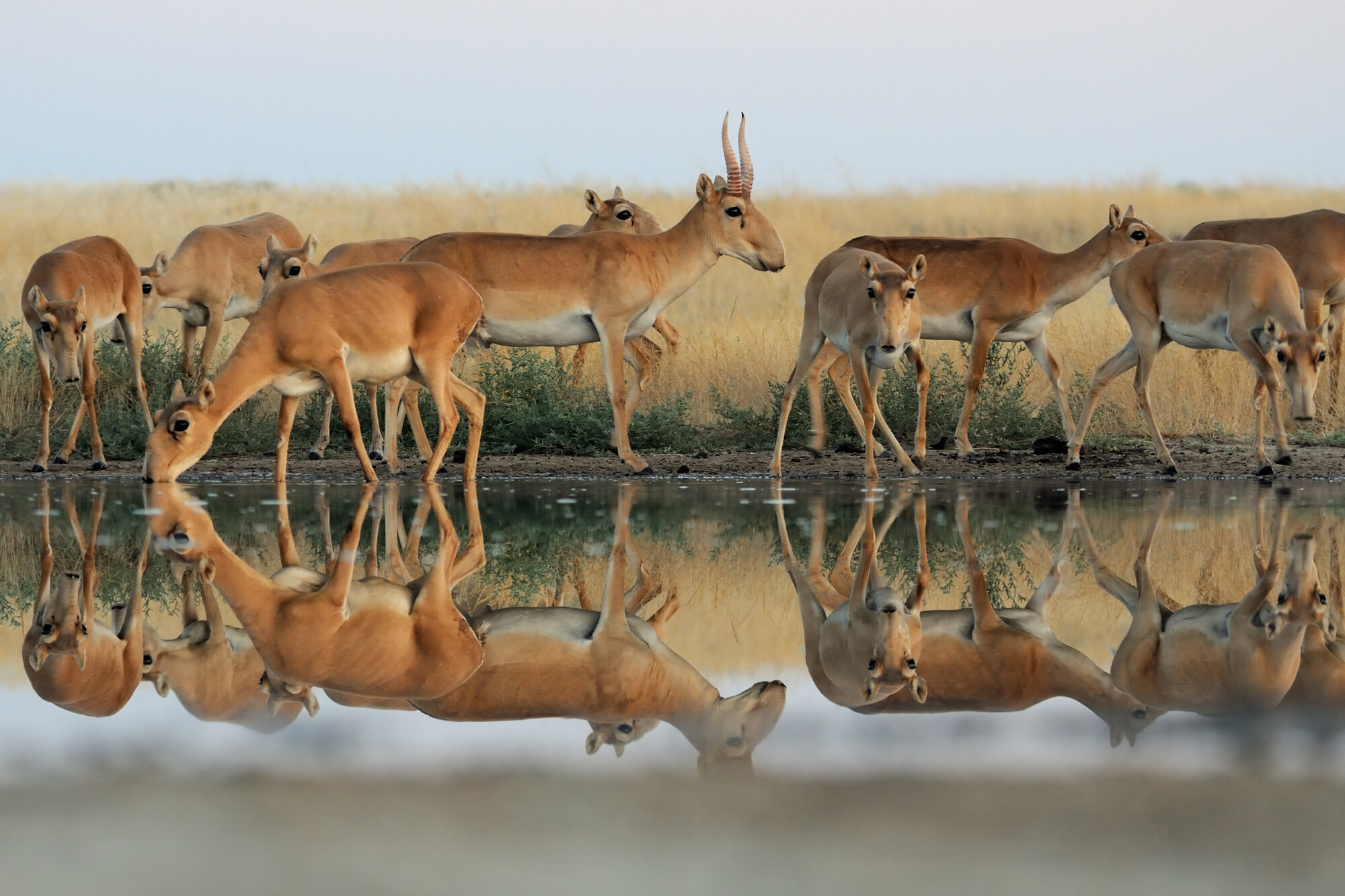CITES CoP20 | IISD Earth Negotiations Bulletin