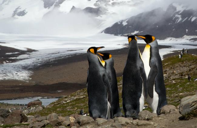 Penguins | IISD Earth Negotiations Bulletin